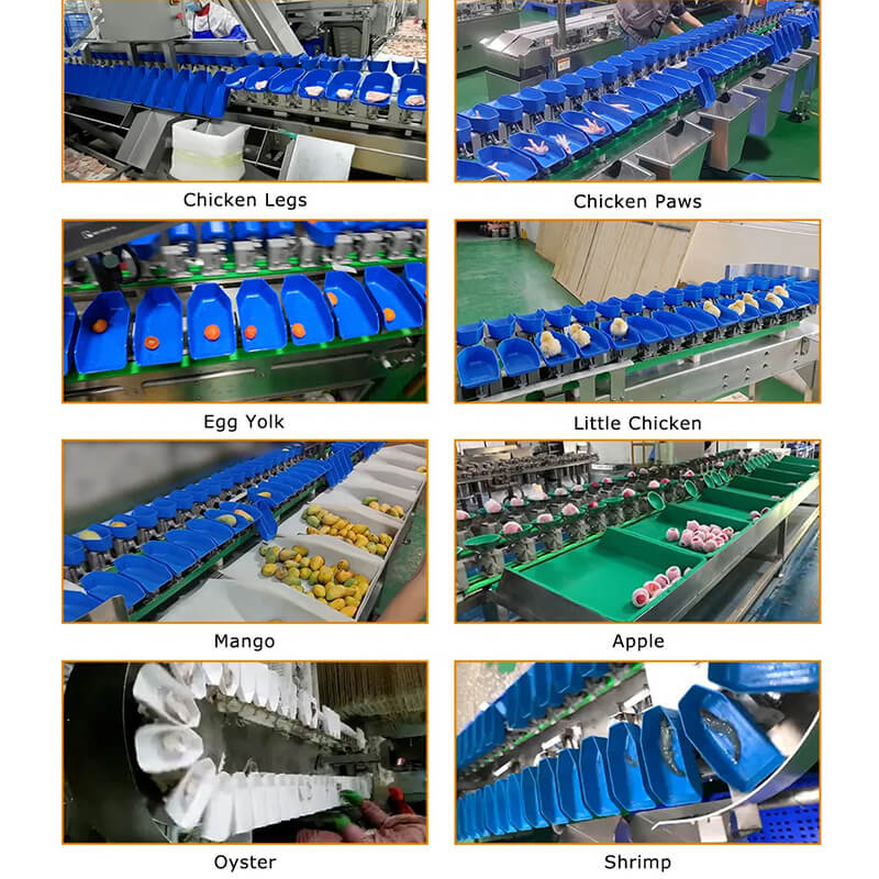 Sorting and Grading machine - IB Food Machinery