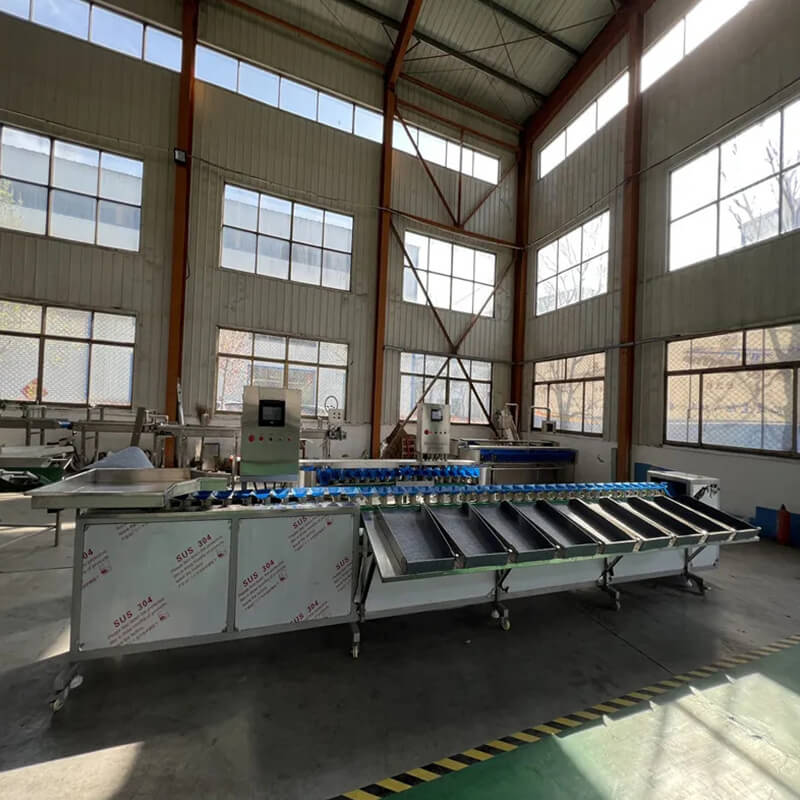 Sorting and Grading machine - IB Food Machinery