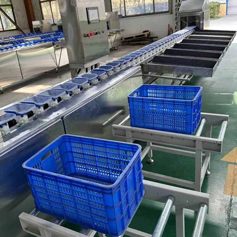 Sorting and Grading machine - IB Food Machinery