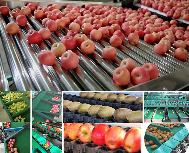 Sorting and Grading machine - IB Food Machinery